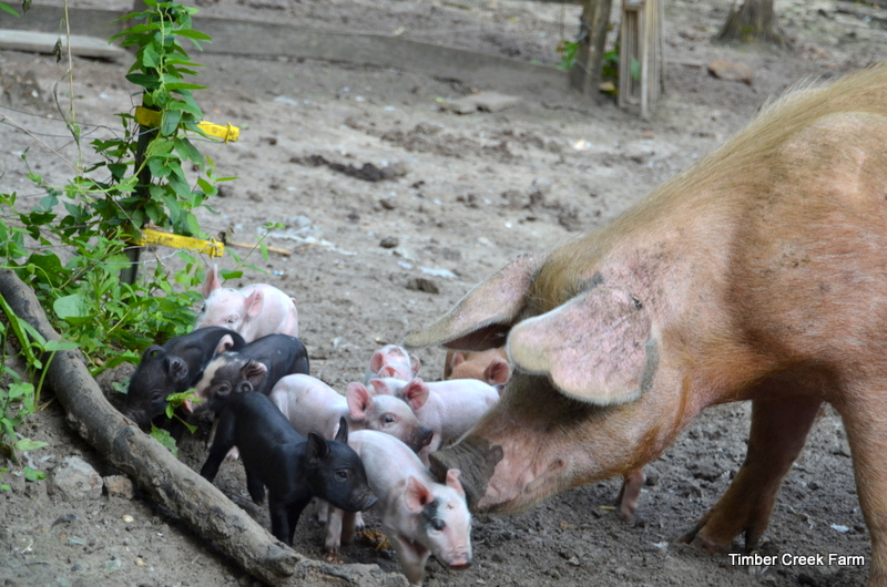 Sow Care During Farrowing and Lactation - Countryside